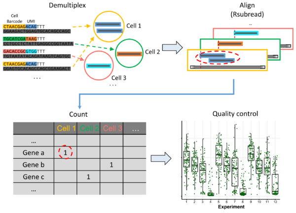 scruff: an R/Bioconductor package for preprocessing single-cell RNA-sequencing data – Campbell Lab
