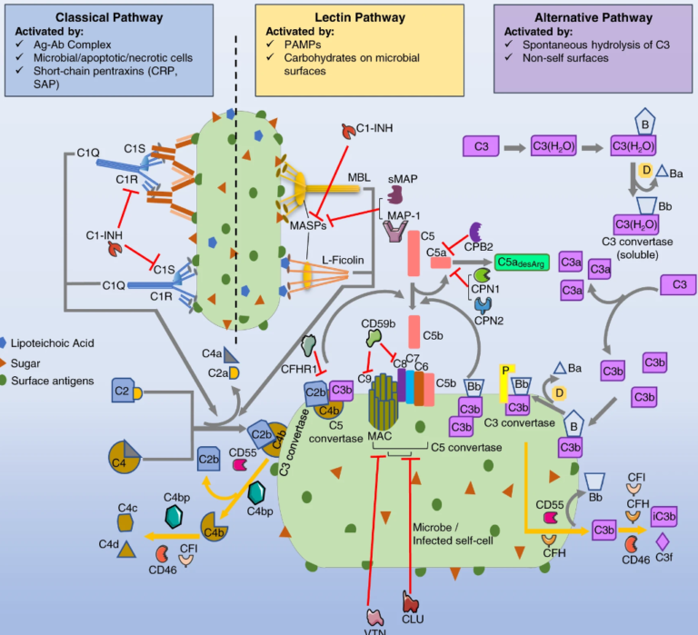A single-cell lung atlas of complement genes identifies the mesothelium ...